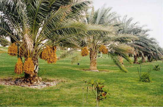 Qatar aiming at self-sufficiency in date production | The Peninsula Qatar