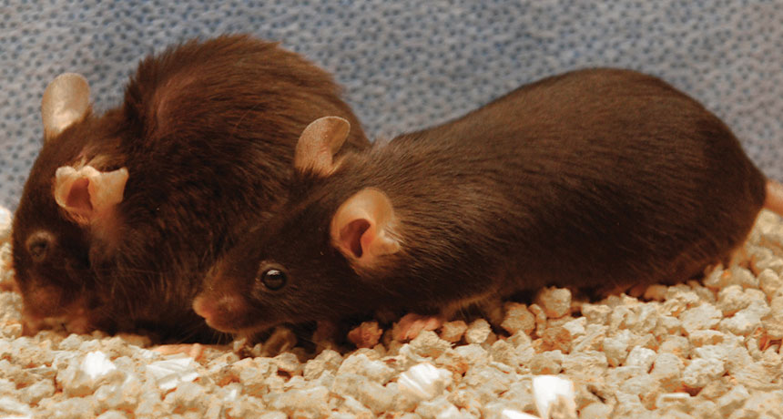 Removing aged cells boosts longevity in mice: study | The Peninsula Qatar