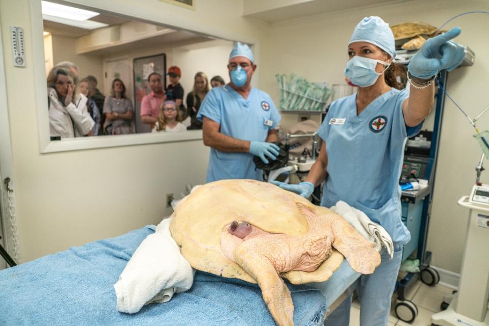 Sea turtles with tumors fill Florida hospital | The Peninsula Qatar