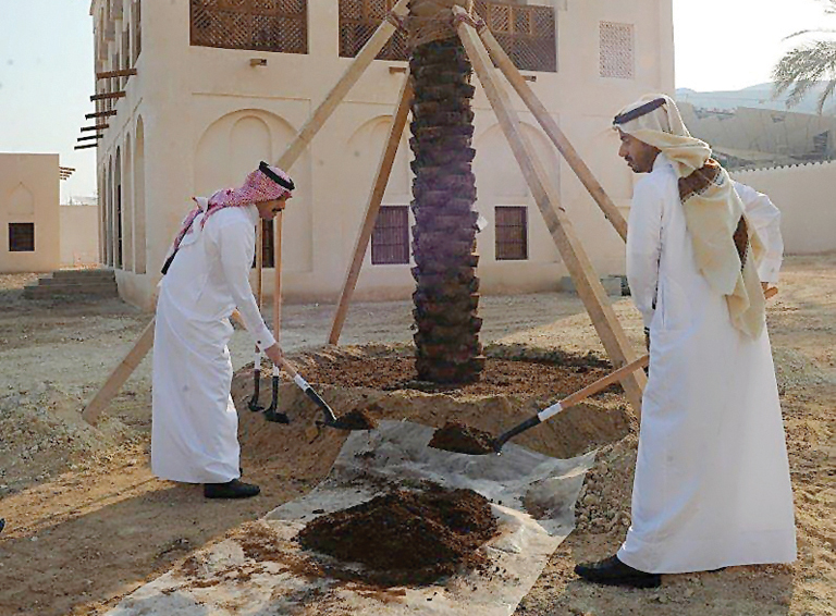 First palm tree planted in Sheikh Abdullah’s Palace | The Peninsula Qatar