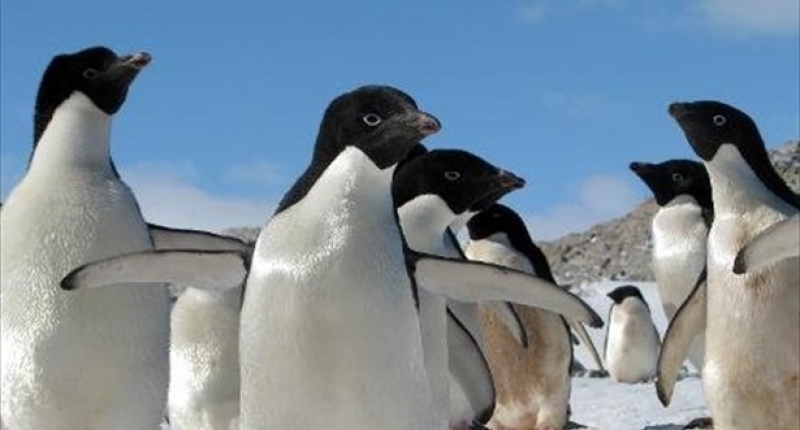 150,000 Antarctica penguins die after iceberg grounding: Study | The ...