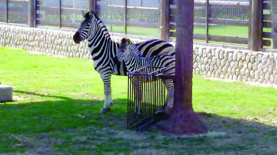 Mini zoo at renovated Al Khor Park a big attraction for visitors | The ...