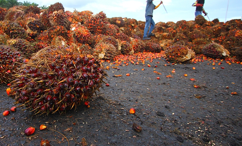 Africa's forests menaced by palm oil rush: NGO | The Peninsula Qatar