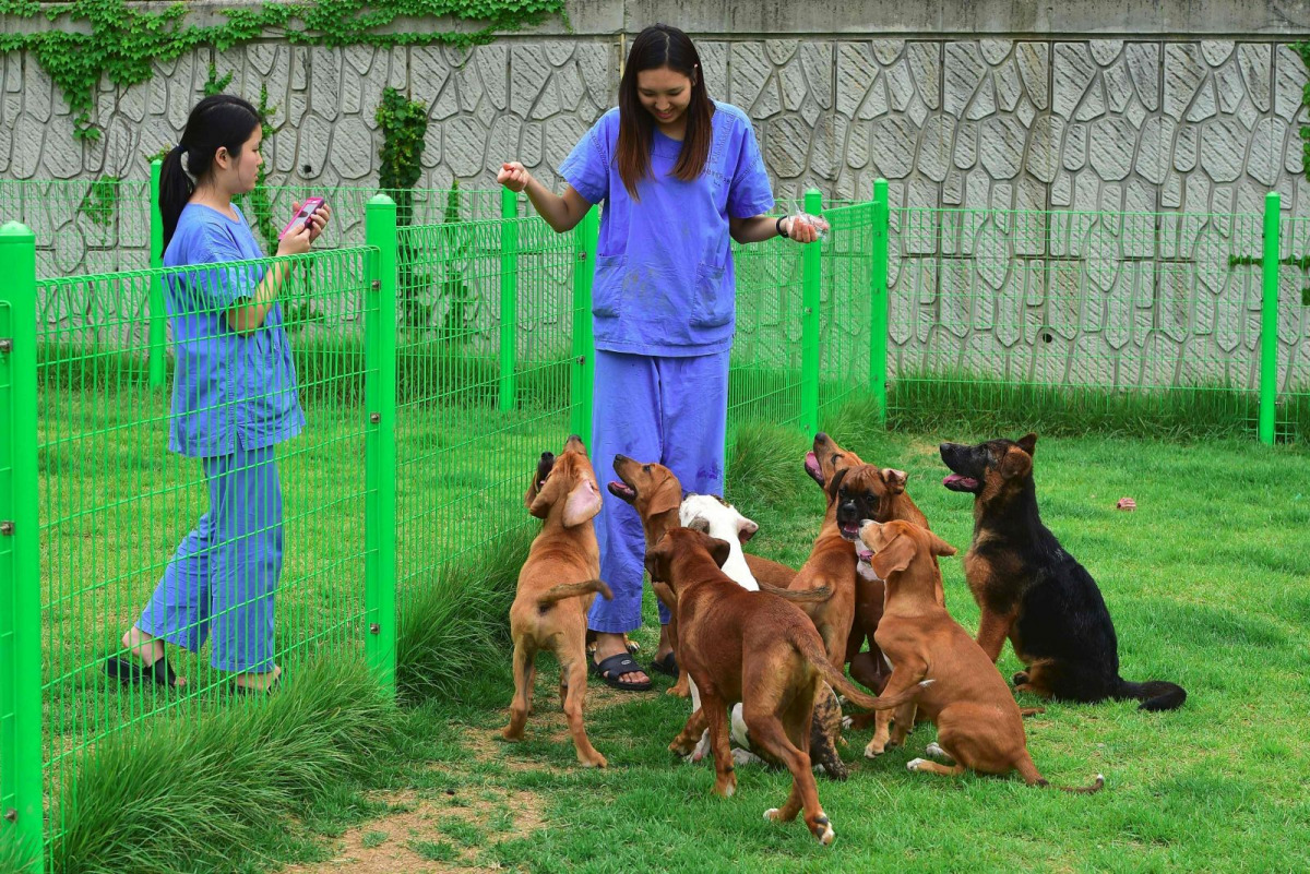 Fido forever? South Korea's dog cloning clinic | The Peninsula Qatar