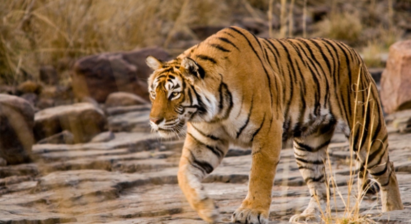 India's beloved tiger Machli dies | The Peninsula Qatar