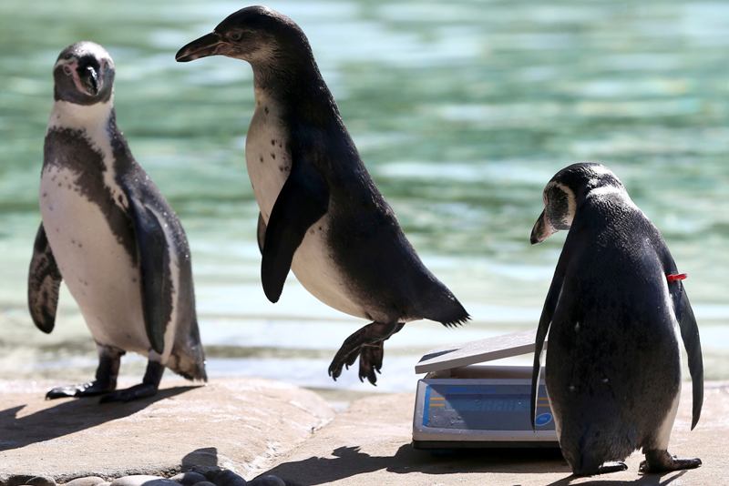 How to weigh a penguin and other tricks from London Zoo | The Peninsula ...