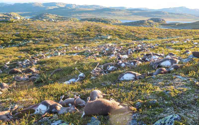 More than 300 reindeer killed by lightning in Norway | The Peninsula Qatar