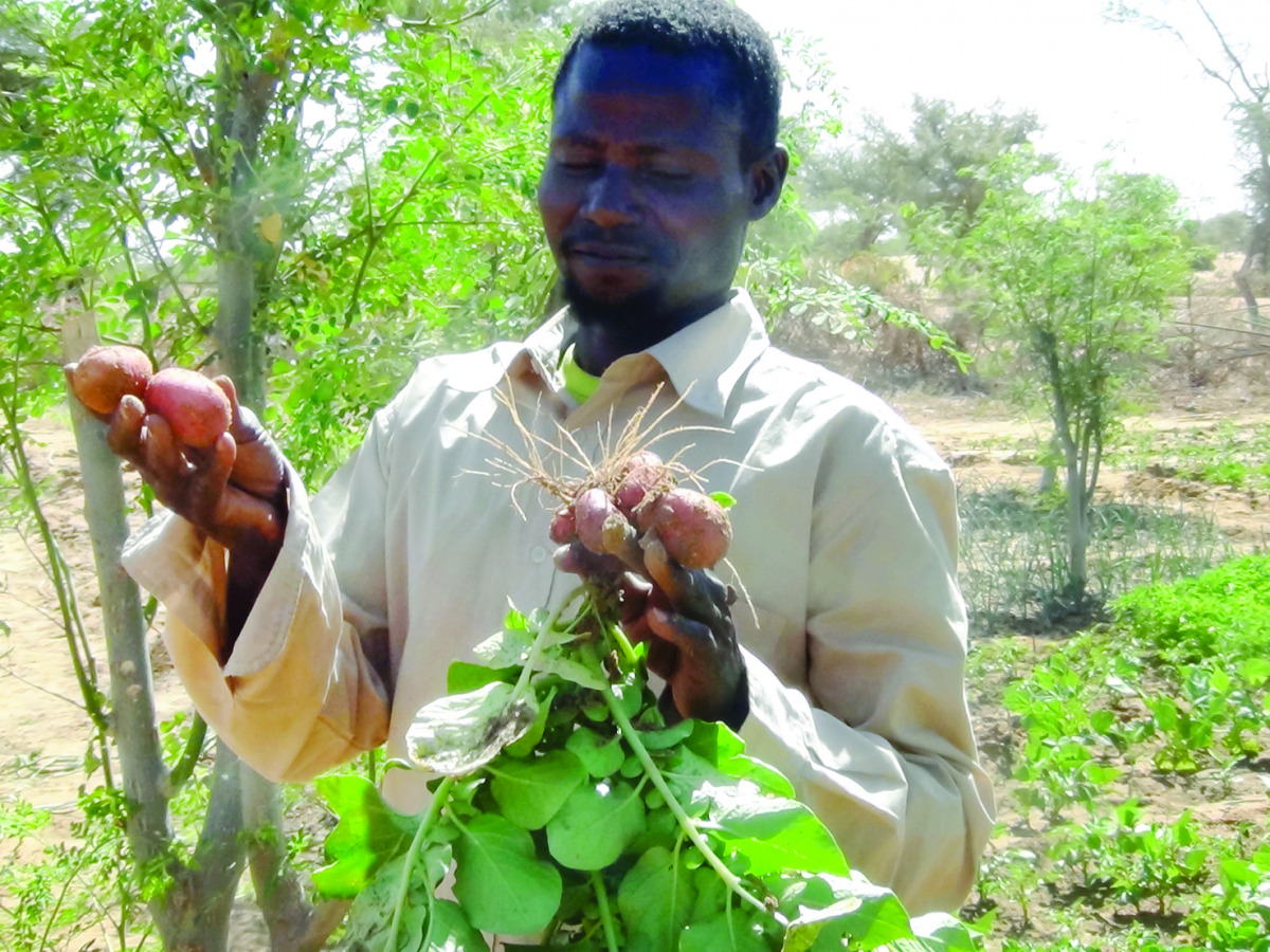 Qatar Charity in deal with FAO for seed distribution in Niger | The ...