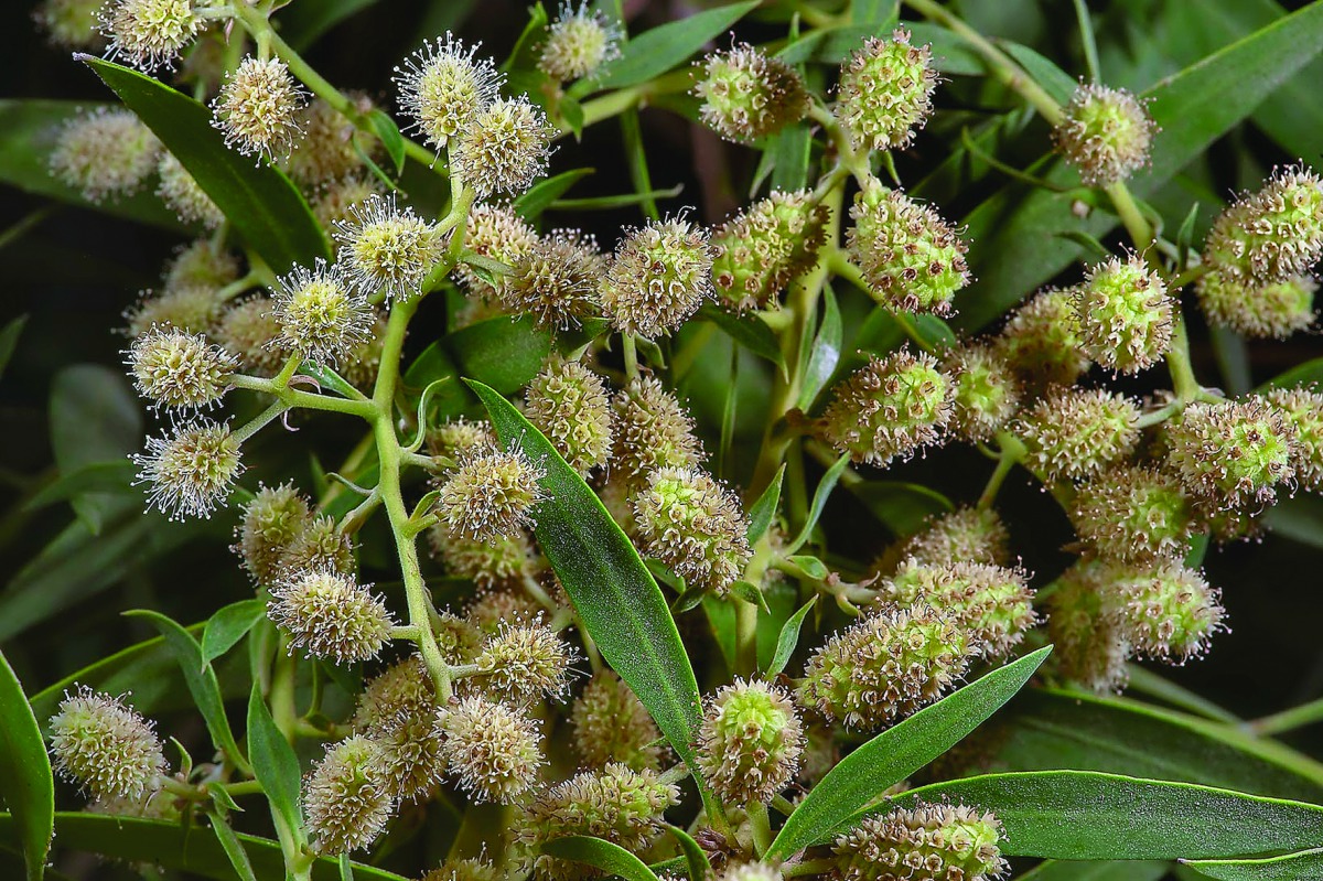 Planting of Damas tree barred | The Peninsula Qatar