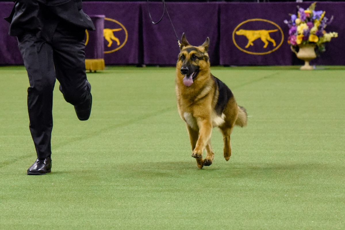 German Shepherd in rare bid for Westminster's top prize | The Peninsula ...