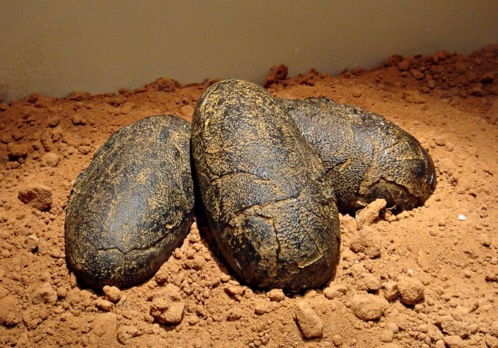 Chinese police arrest dinosaur-egg bandit | The Peninsula Qatar