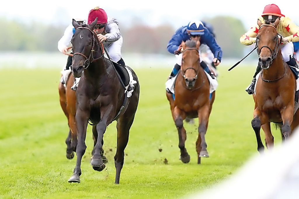 Al Shaqab Racing’s Al Wukair impresses in Prix Djebel | The Peninsula Qatar