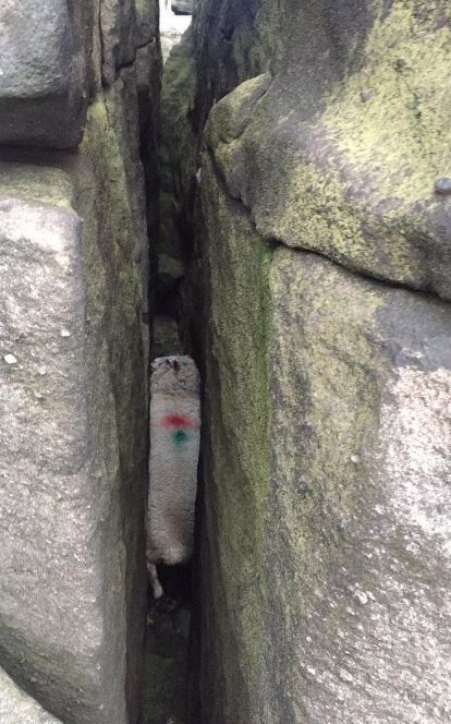 British firefighters execute unusual rescue: a trapped sheep | The ...
