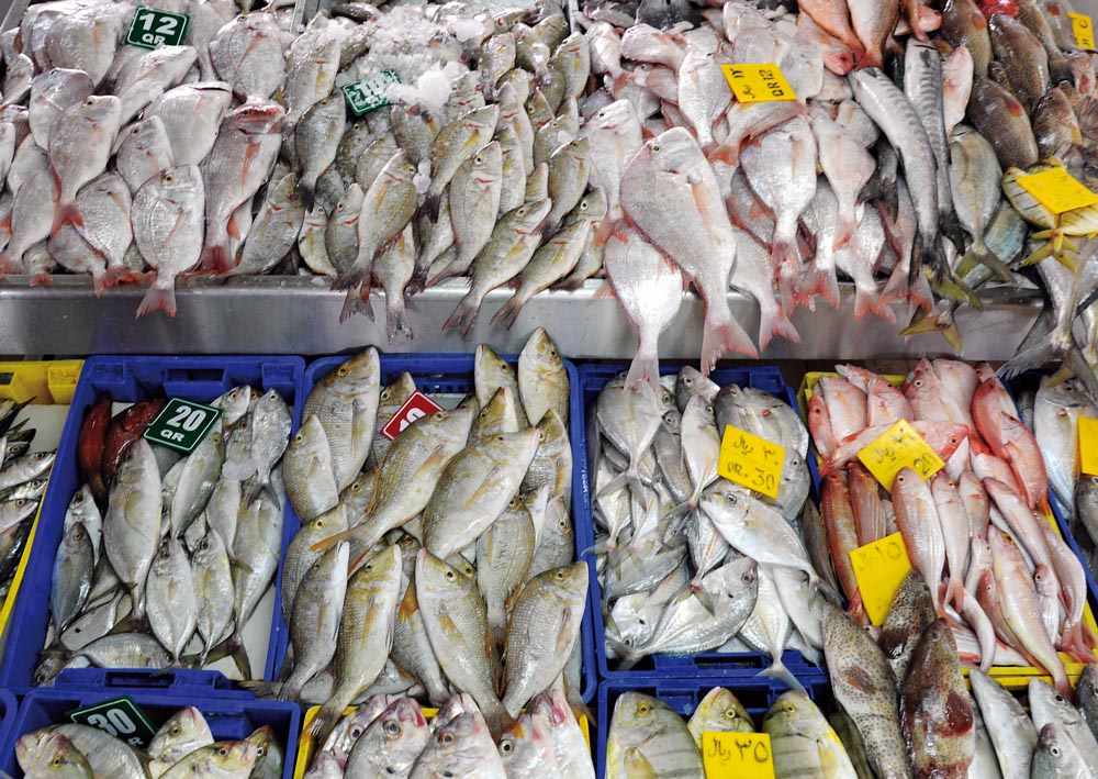 Fish in Qatar waters disease-free | The Peninsula Qatar