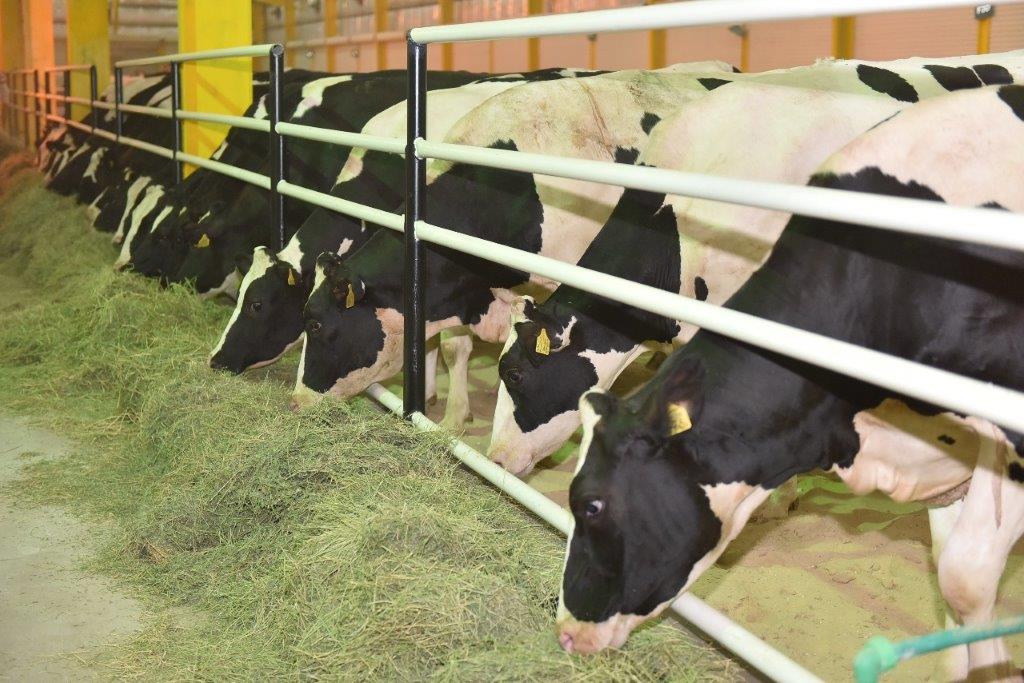 Qatar Airways Cargo flies in 230 Holstein cows for Baladna farm to ...