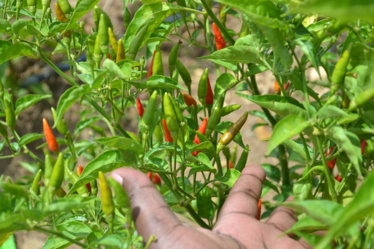 Kenya’s herders swap livestock for chillies as drought bites | The ...