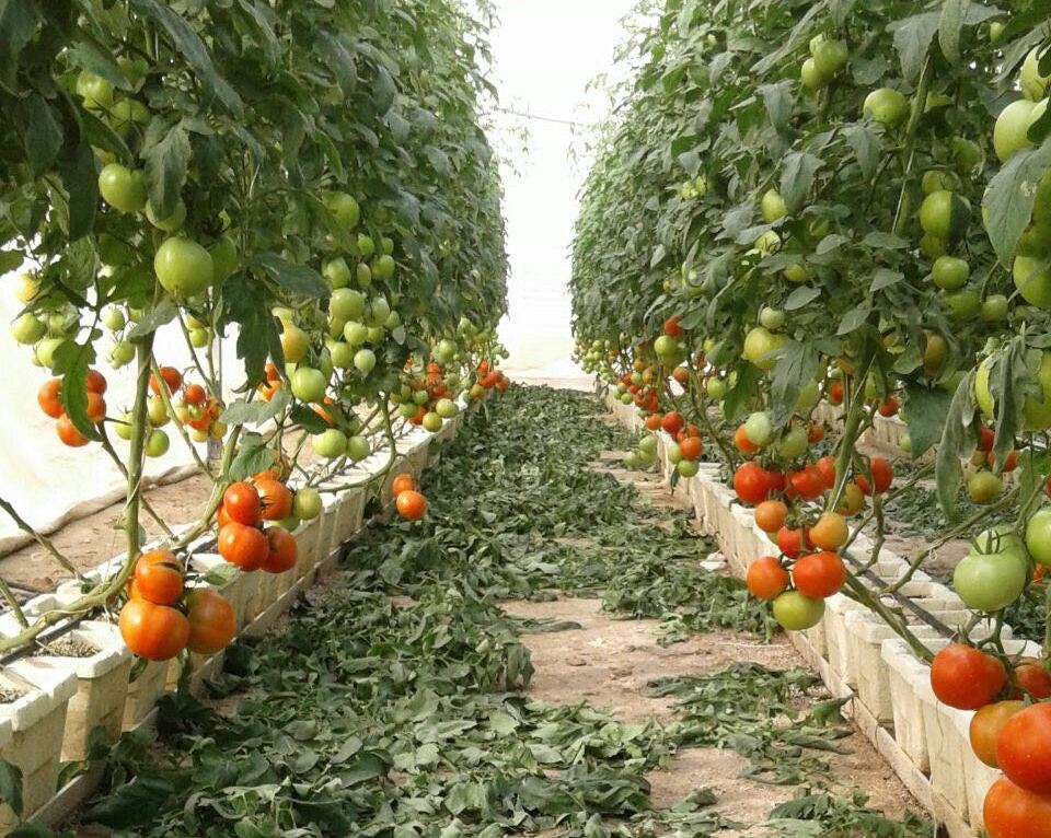 Siege helps local farmers’ desire to achieve food self-sufficiency ...