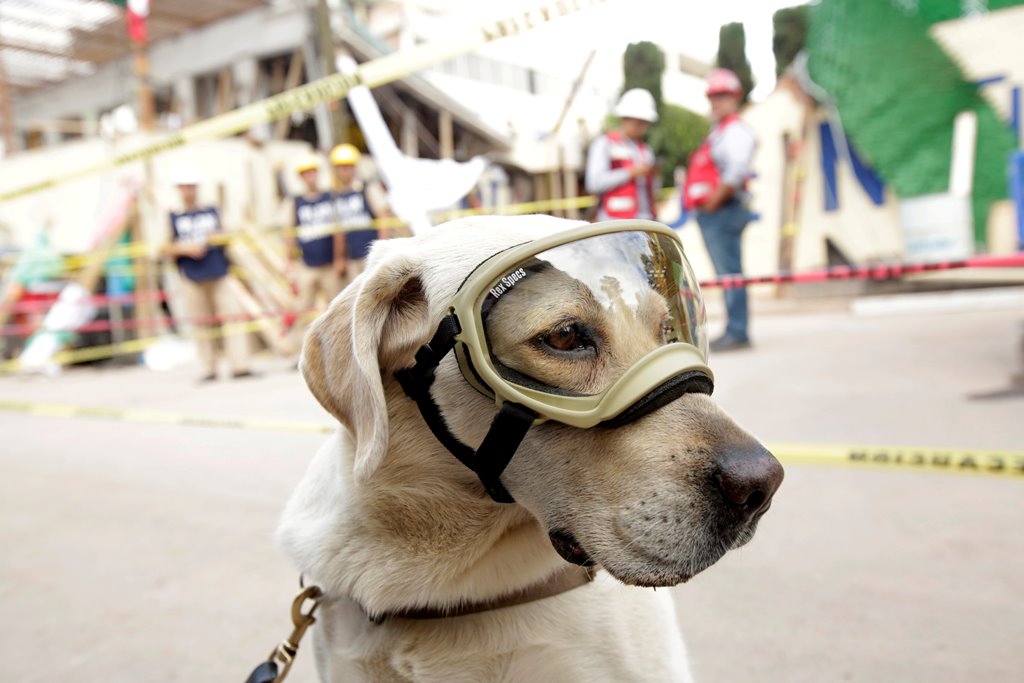 Frida the rescue dog emerges as hero of Mexican earthquake | The ...