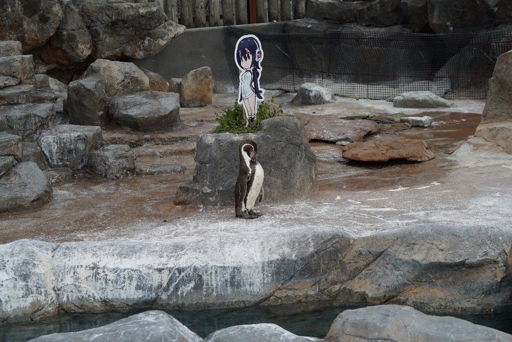 Japan zoo mourns death of love-struck penguin | The Peninsula Qatar