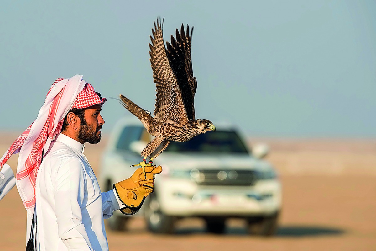 Falcons and hunting festival kicks off in Doha | The Peninsula Qatar