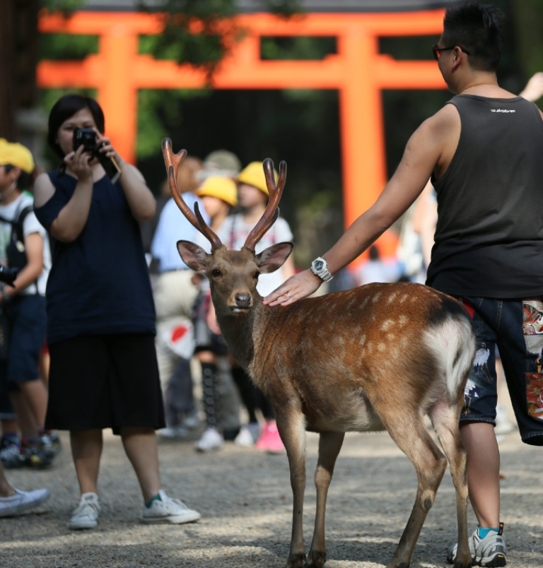 Oh deer: Japan park issues tips as animals nibble tourists | The ...