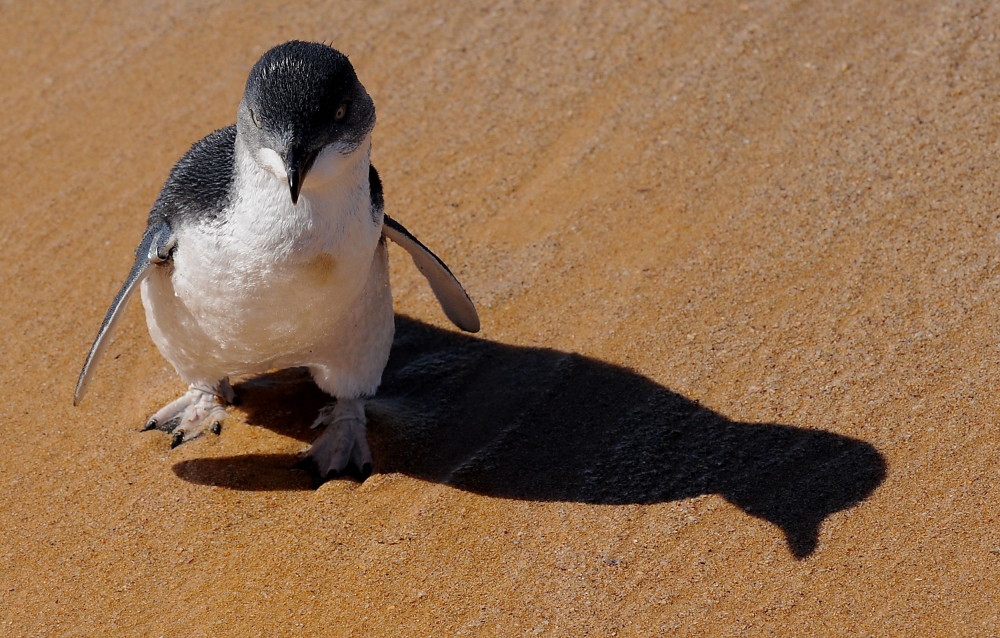 58 Australian 'fairy penguins' slaughtered in suspected dog attack ...