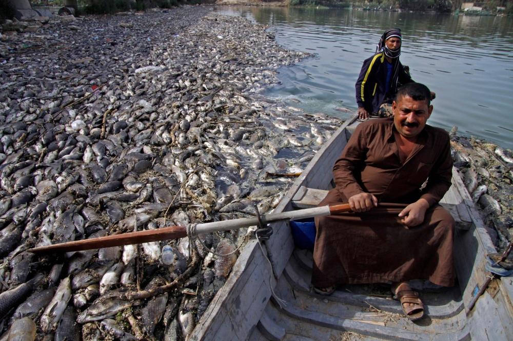 Iraq fish farmers hit by carp deaths, amid fears over pollution | The ...