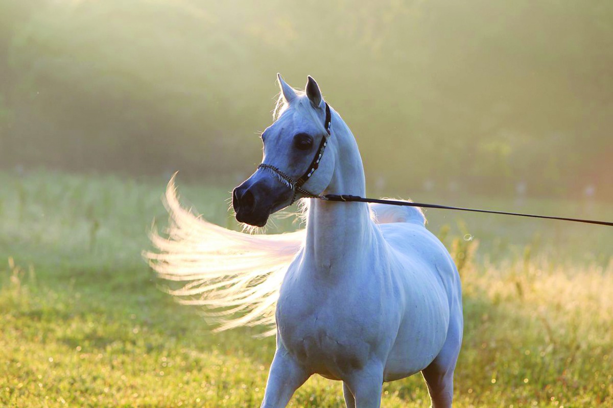 Qatar Foundation pays tribute to a true great of the Arabian horse ...