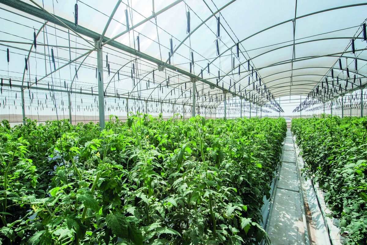 Hydroponic Trial and Demonstration Center opens in Al Khor | The ...