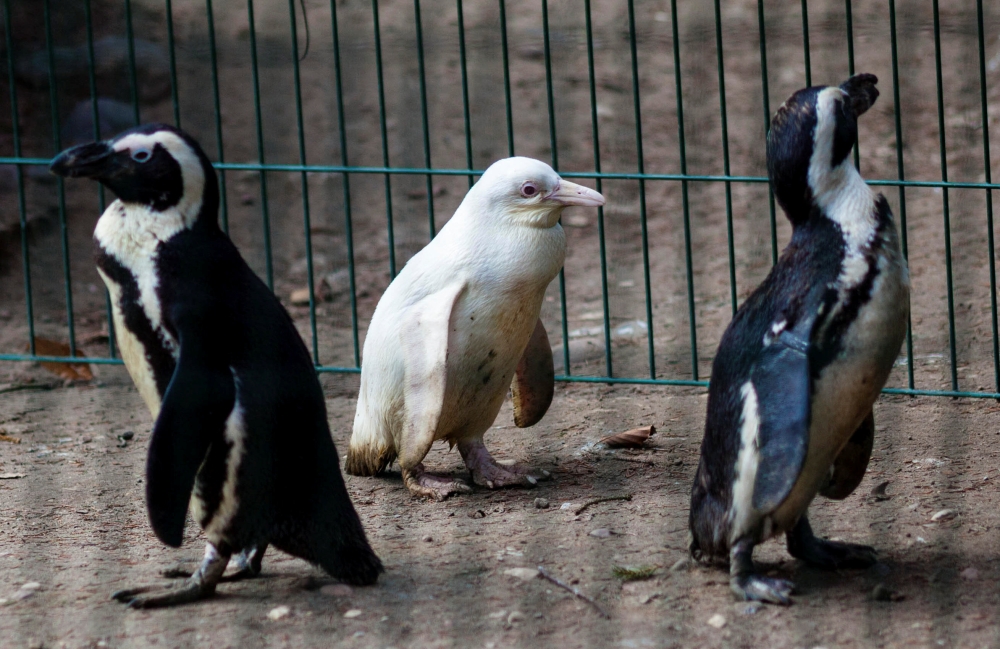 Rare albino penguin makes debut at Polish zoo | The Peninsula Qatar