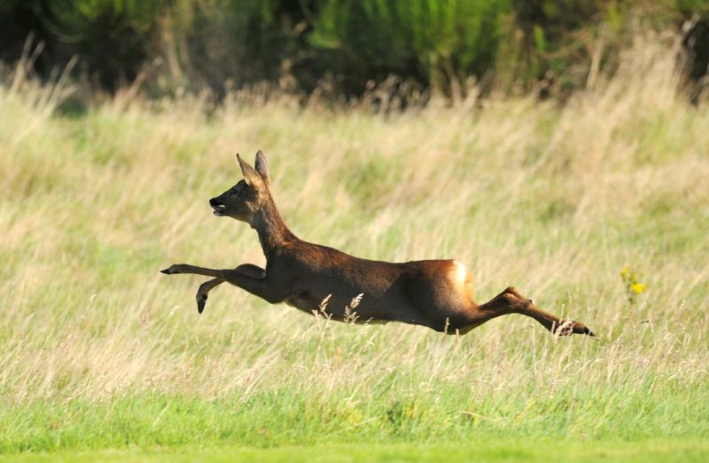 What the elk is that? Match delayed by deer droppings | The Peninsula Qatar