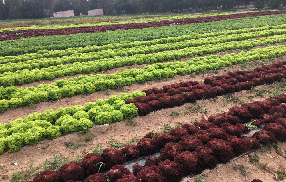 Qatar Airways flights and lounges to use produce from local farms | The ...