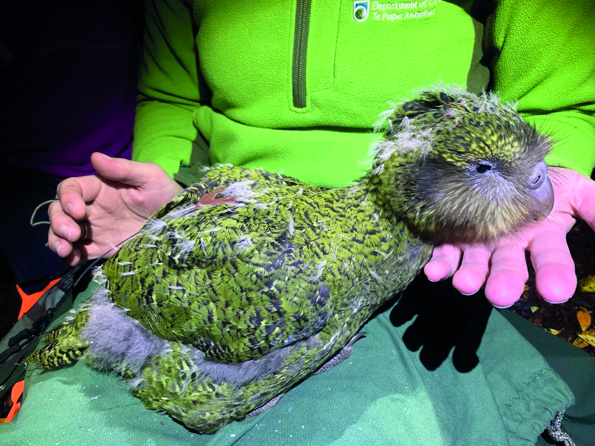 Kakapow! Rare world's fattest parrot has record breeding season | The ...