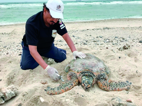 QU protects hawksbill turtles through Qatar Turtle Project | The ...