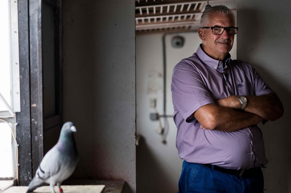 Joel Verschoot, the man with the million-euro pigeon | The Peninsula Qatar