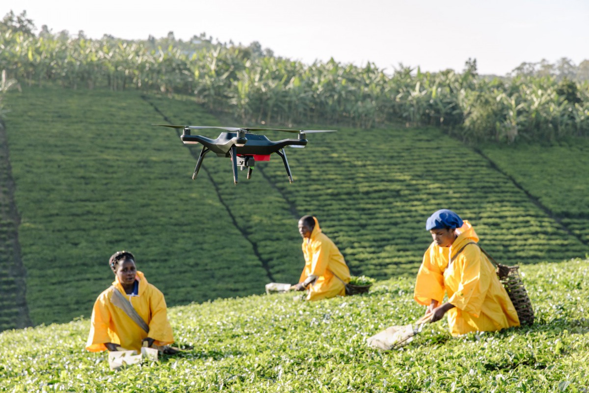 Innovation buzz: Drones help Ghana's farmers ward off birds - and ...