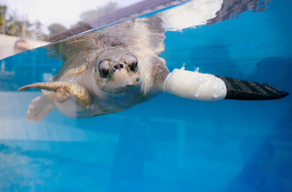 Thailand helps sea turtle swim again with prosthetic flippers | The ...