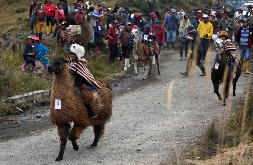 Ecuador children race llamas to save wetland park | The Peninsula Qatar
