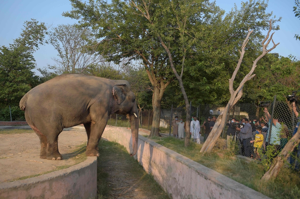 Pakistan to relocate lonely elephant to Cambodia sanctuary | The ...