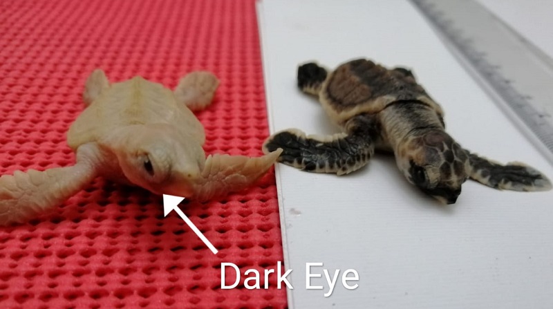 Hawksbill turtle ‘Leucistic’ phenomenon registered in Qatar for first ...