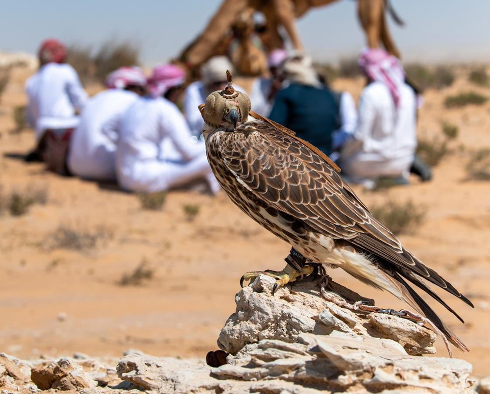 Ministerial decision regulates hunting season for birds, wild animals ...