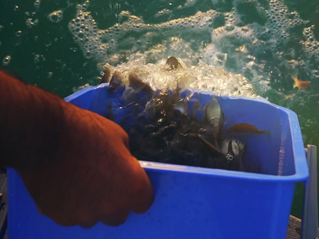 Katara beach chosen for fish farming | The Peninsula Qatar