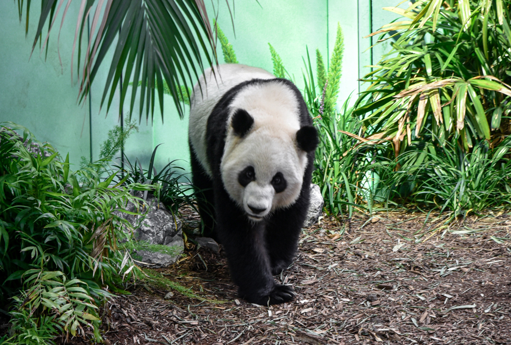 Qatar to setup a panda habitat and 18 new parks | The Peninsula Qatar