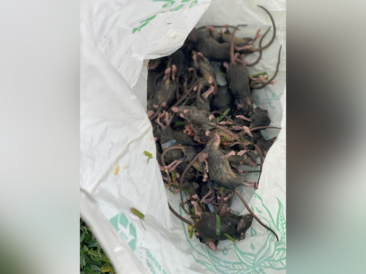 Australia's mice plague overwhelms farmer in New South Wales | The ...