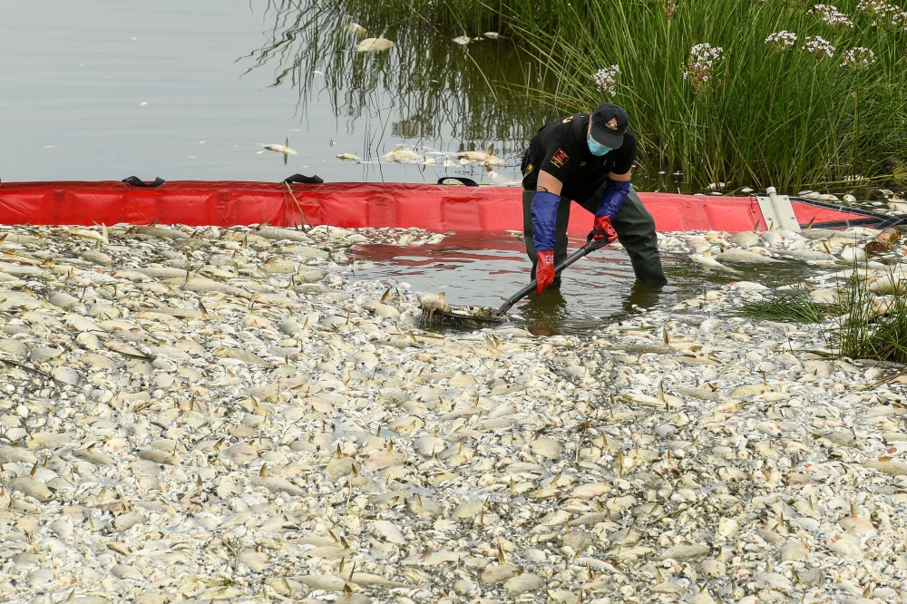 Poland says Oder tests so far not showing poison as cause of fish die ...