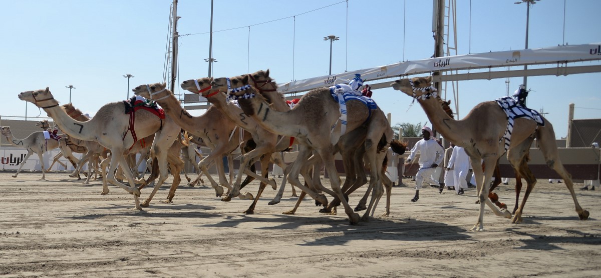 Father Amir Camel Racing Festival kicks off Saturday | The Peninsula Qatar