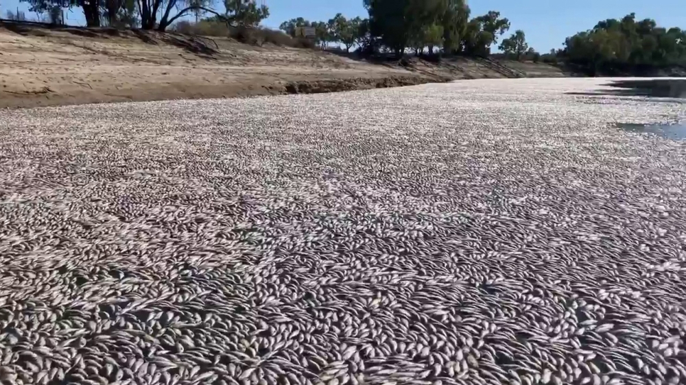 Millions of dead fish wash up amid heat wave in Australia | The ...