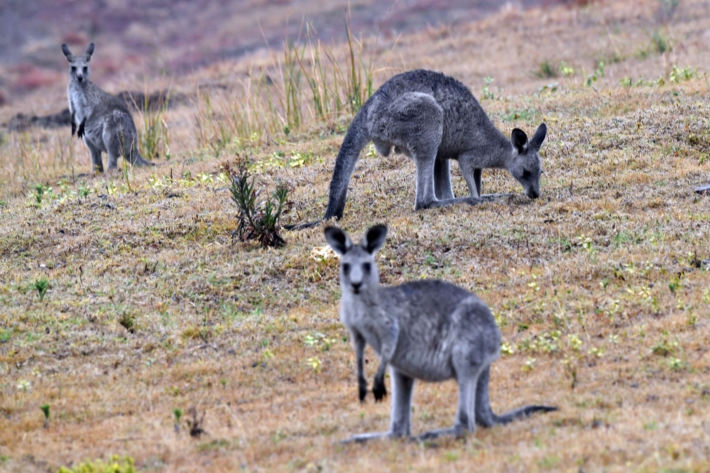 Ecologists back culling of kangaroos in Australia | The Peninsula Qatar