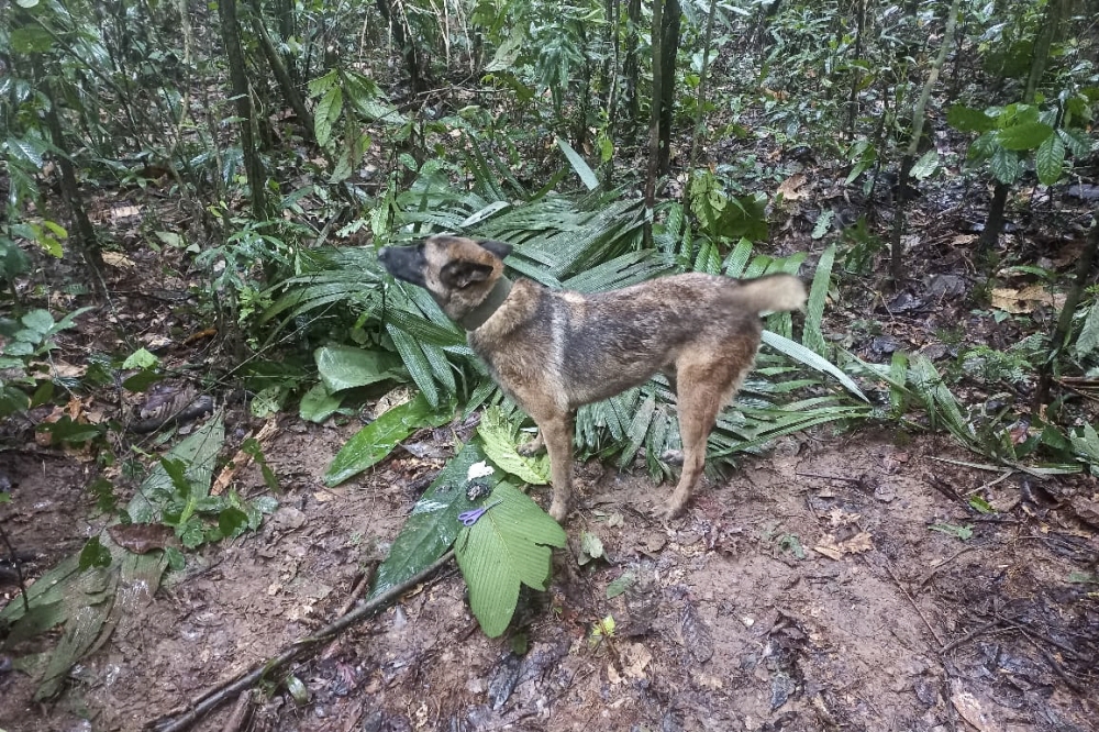 Canine hero that found Indigenous kids in Amazon goes missing | The ...