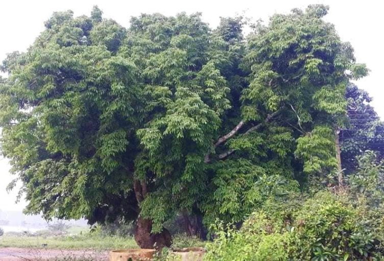 Sri Lanka uproots 'last legume' tree to build highway | The Peninsula Qatar